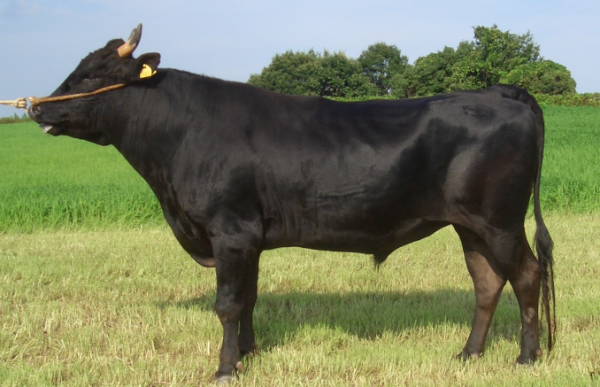 kobe-beef-mef - Kobe Beef